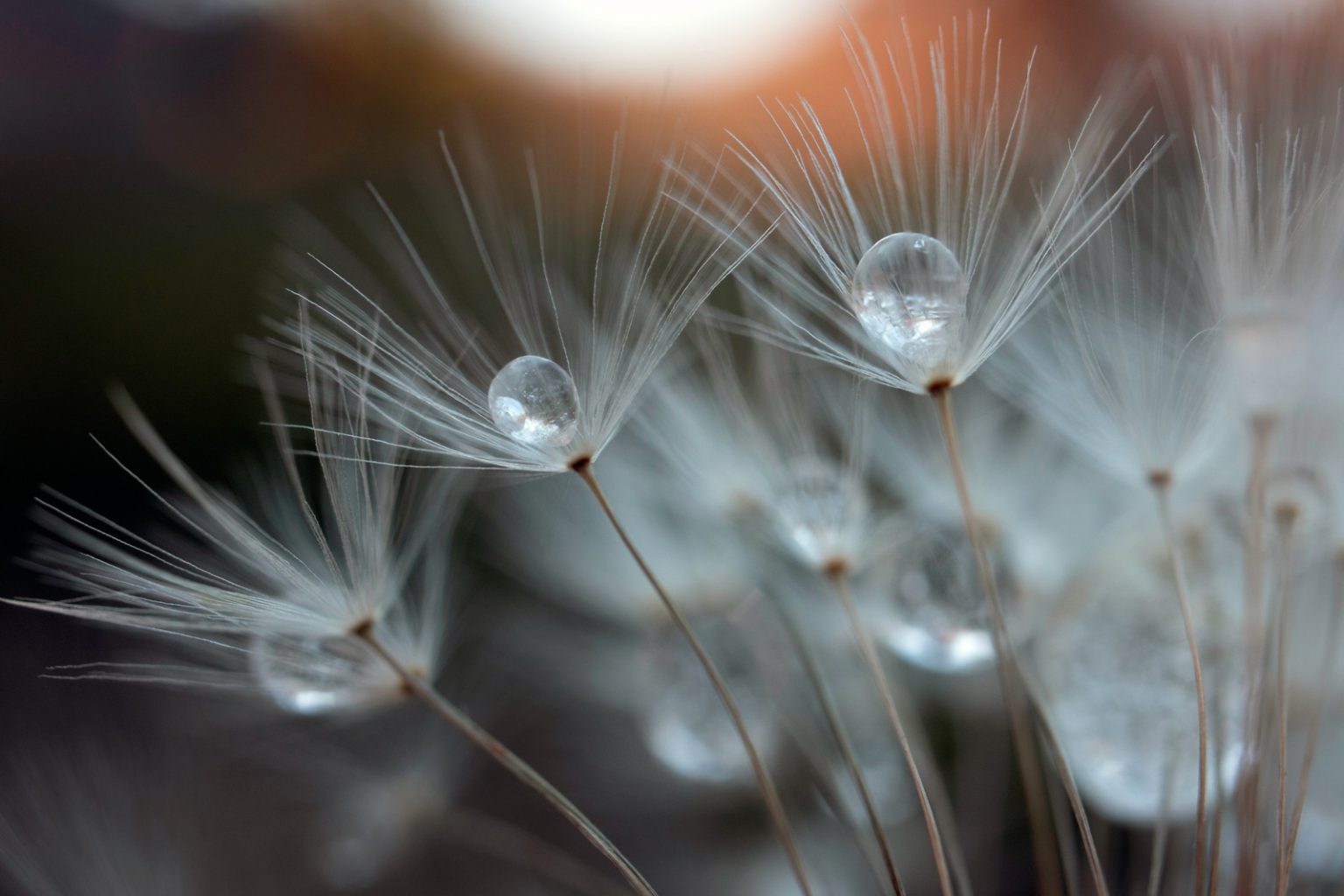 Flower Photography Tips: Taking Beautiful Flower Photos - Nature TTL
