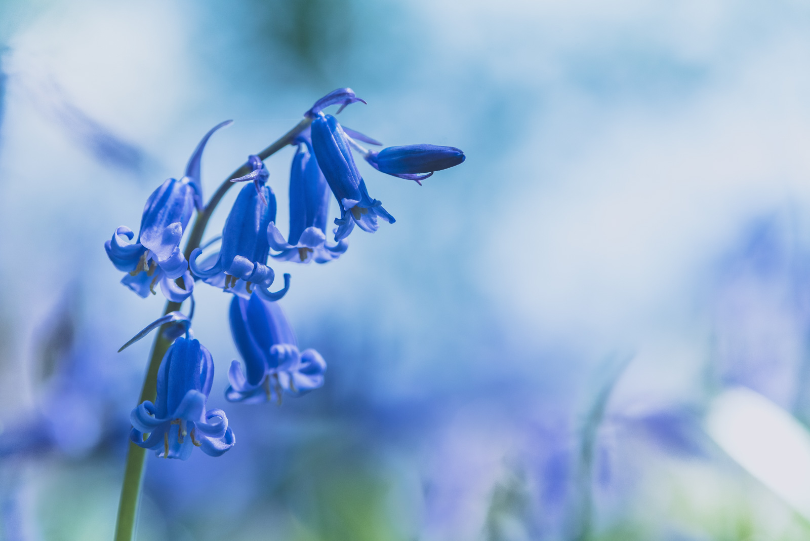 Flower Photography Tips: Taking Beautiful Flower Photos - Nature TTL