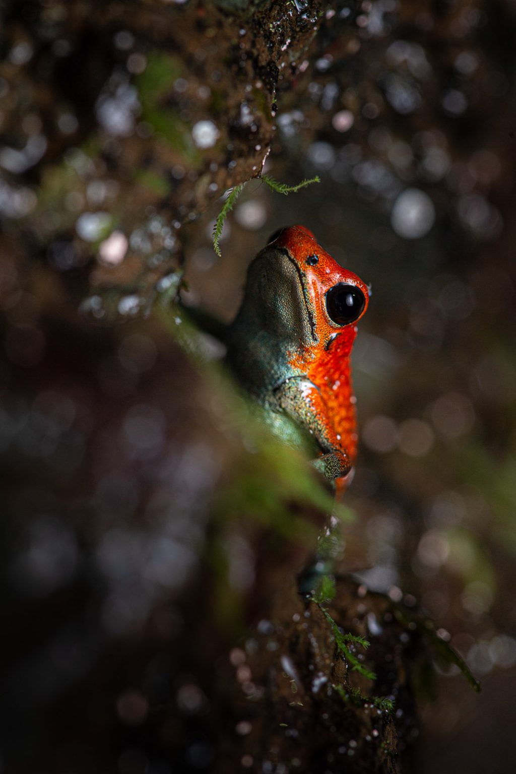 How to Photograph Rainforest Frogs - Nature TTL