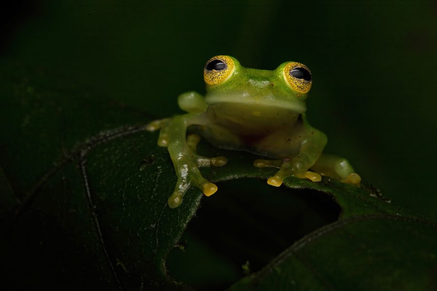 How to Photograph Rainforest Frogs - Nature TTL