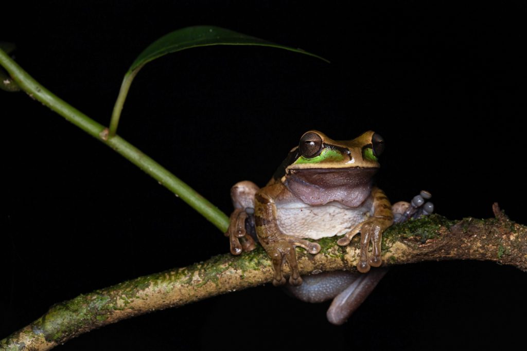 How to Photograph Rainforest Frogs - Nature TTL