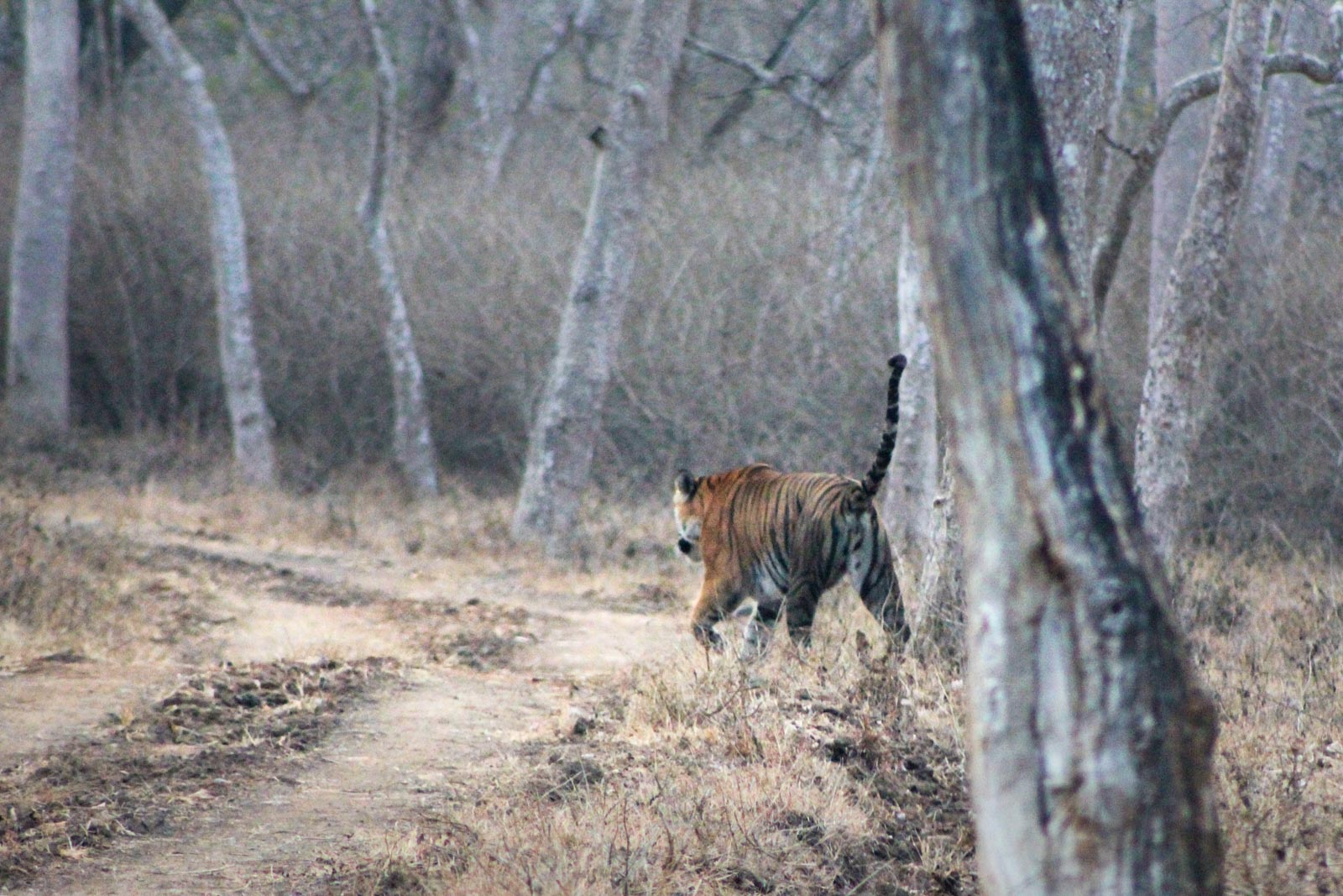 Yashas Narayan: From Amateur to Professional - Nature TTL