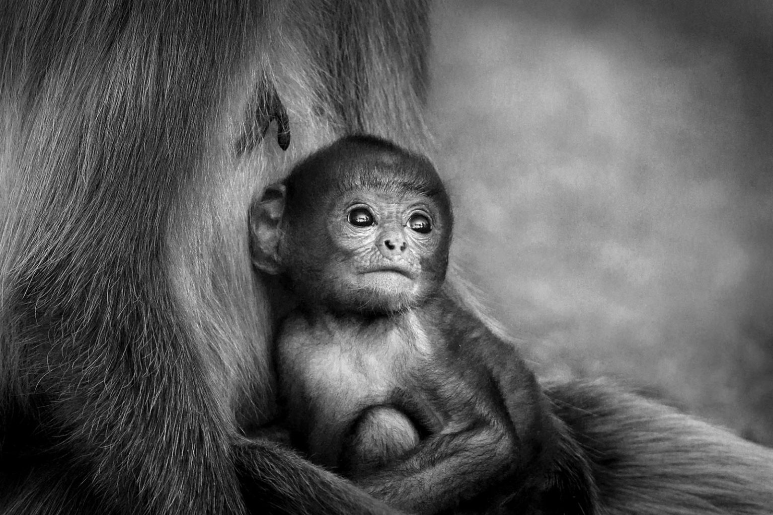 Yashas Narayan: From Amateur to Professional - Nature TTL