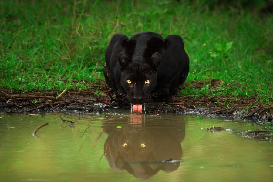 Yashas Narayan: From Amateur to Professional - Nature TTL