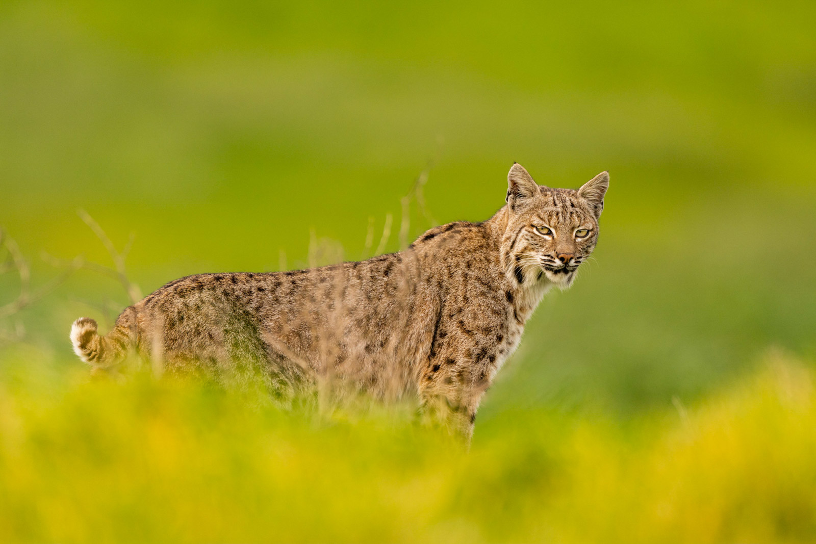 Sebastian Kennerknecht: Photographing the World's Rarest Cats - Nature TTL
