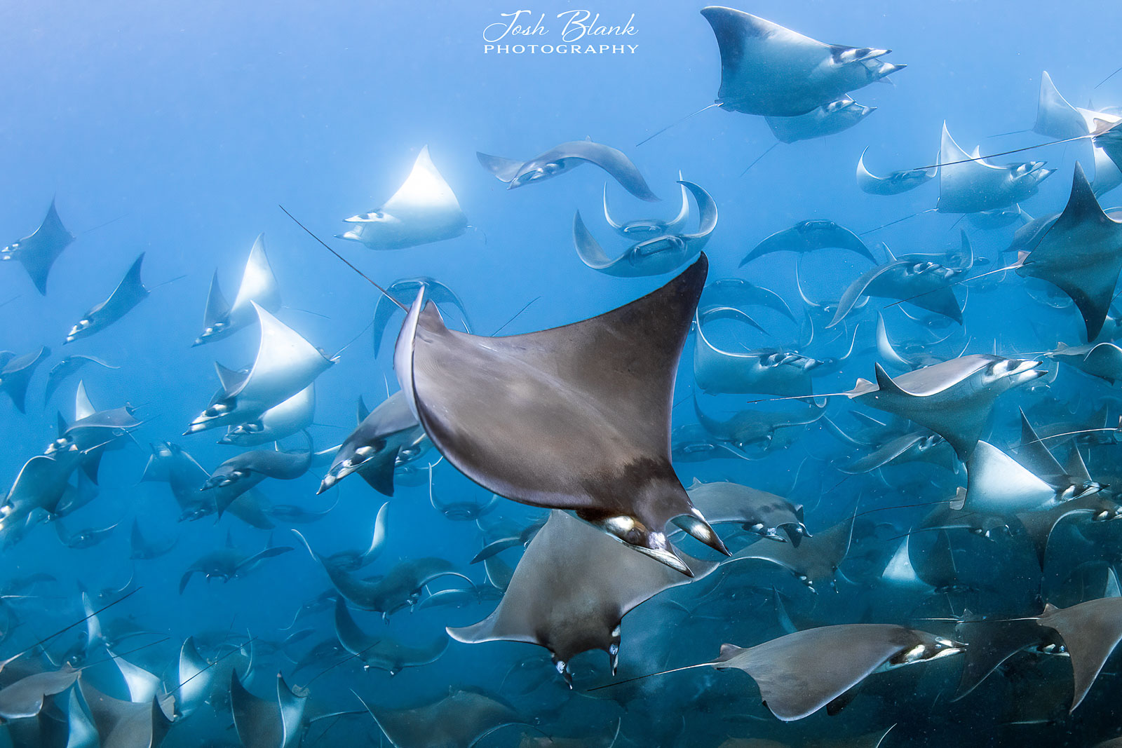 How to Use Fisheye Lenses in Underwater Photography - Nature TTL