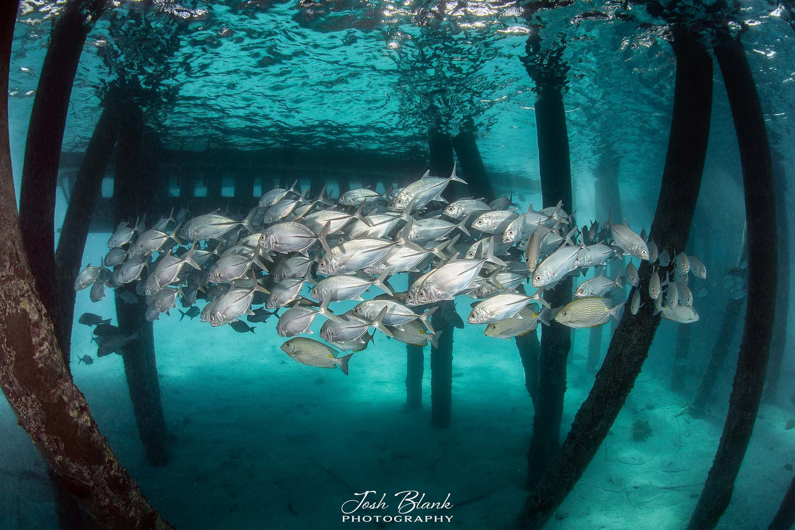 How to Use Fisheye Lenses in Underwater Photography - Nature TTL