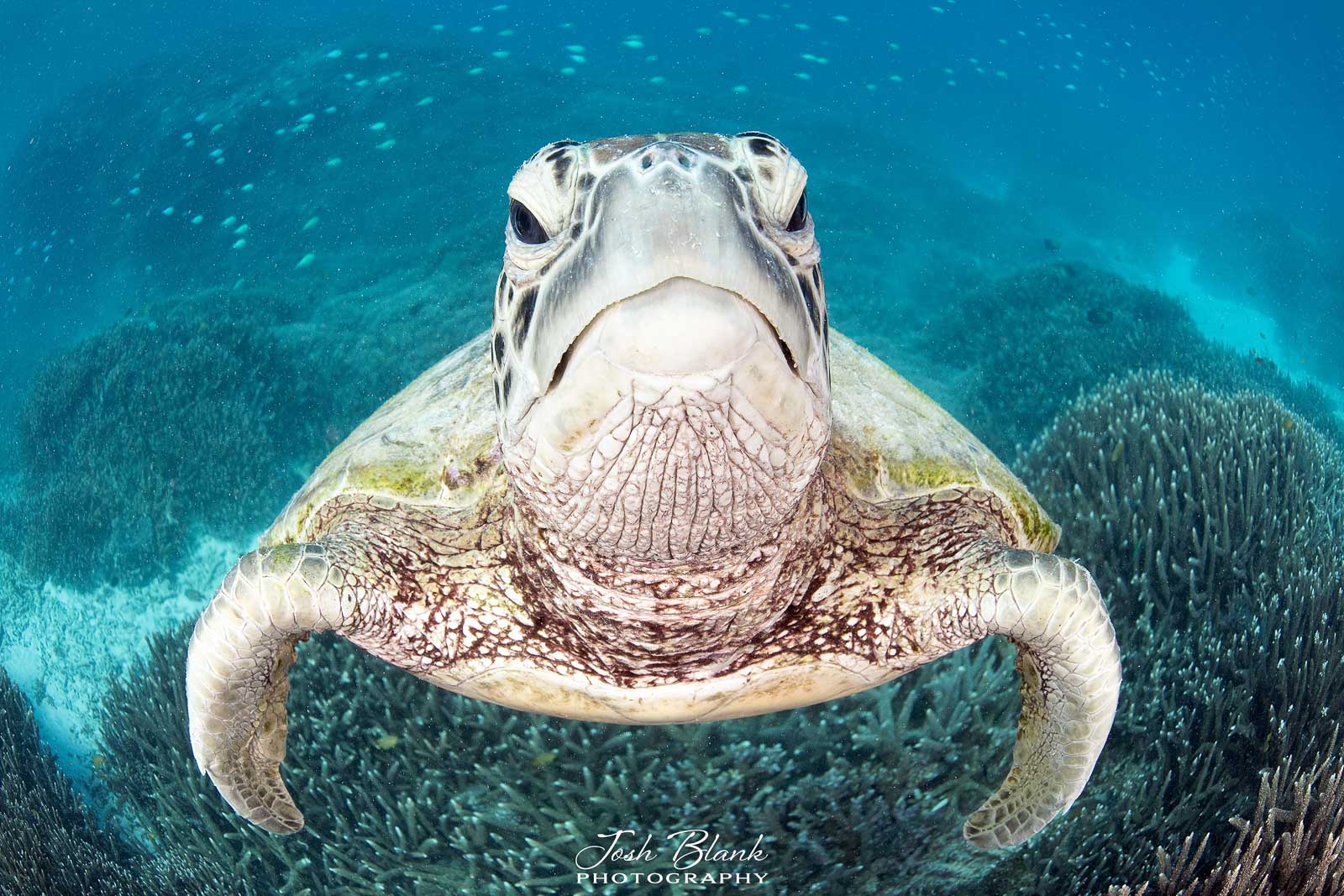 How to Use Fisheye Lenses in Underwater Photography - Nature TTL