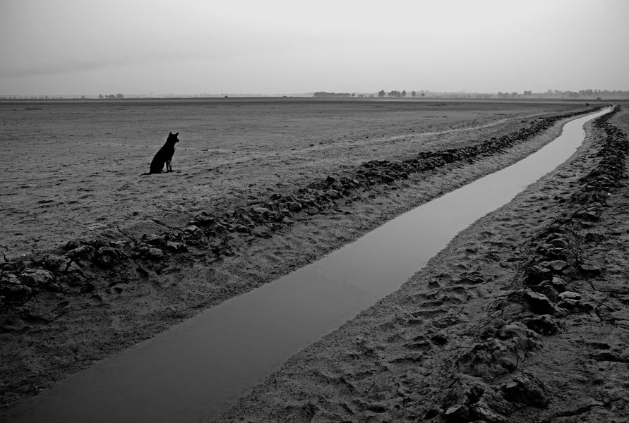 Weekly Photography Assignment: Animal Portraits - Nature TTL