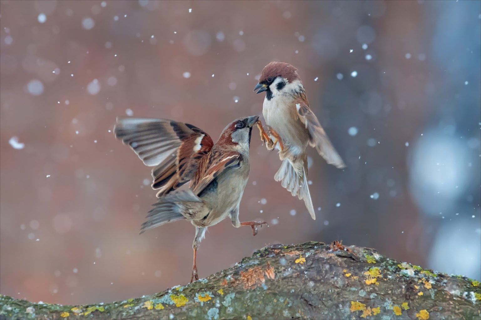 10 Nature Photography New Year’s Resolutions for 2025 - Nature TTL