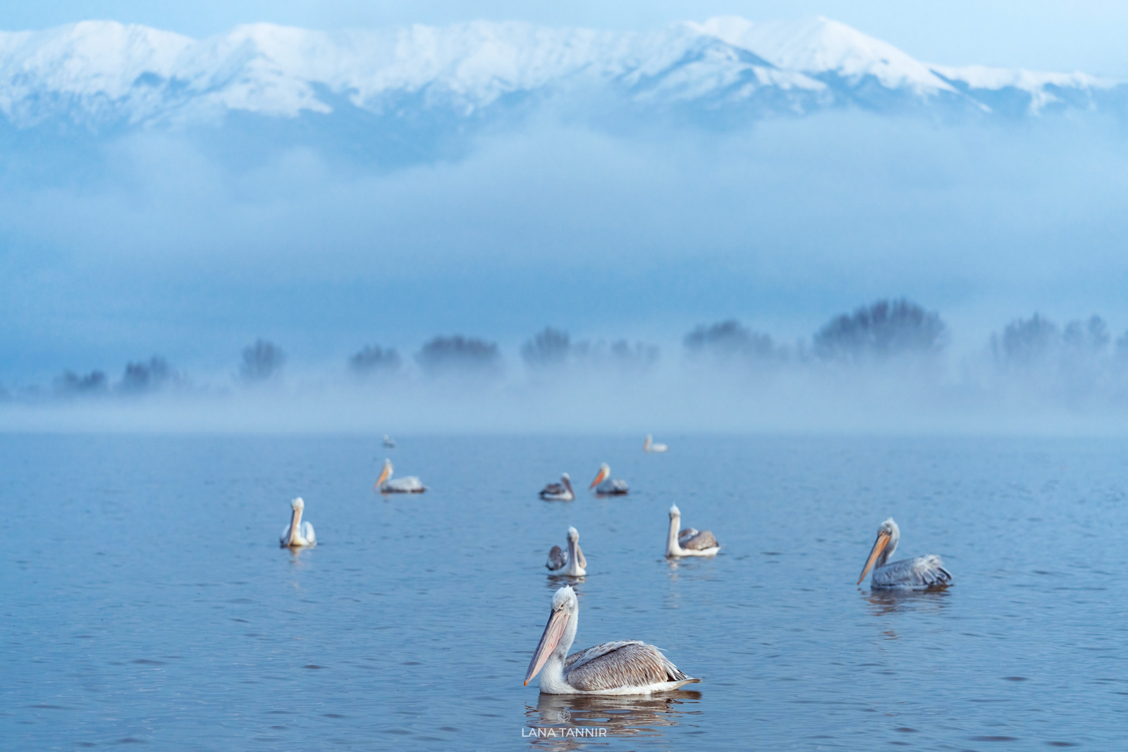 How to Photograph Dalmatian Pelicans - Nature TTL