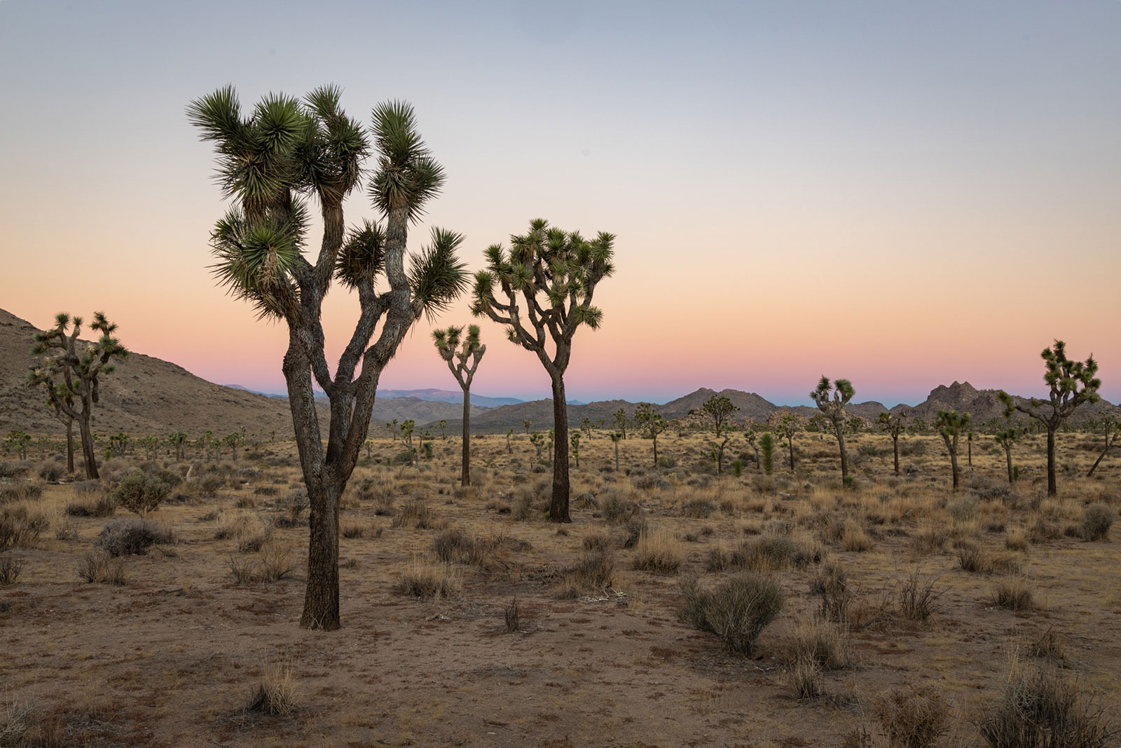 Photography Guide to Joshua Tree National Park in California, USA ...