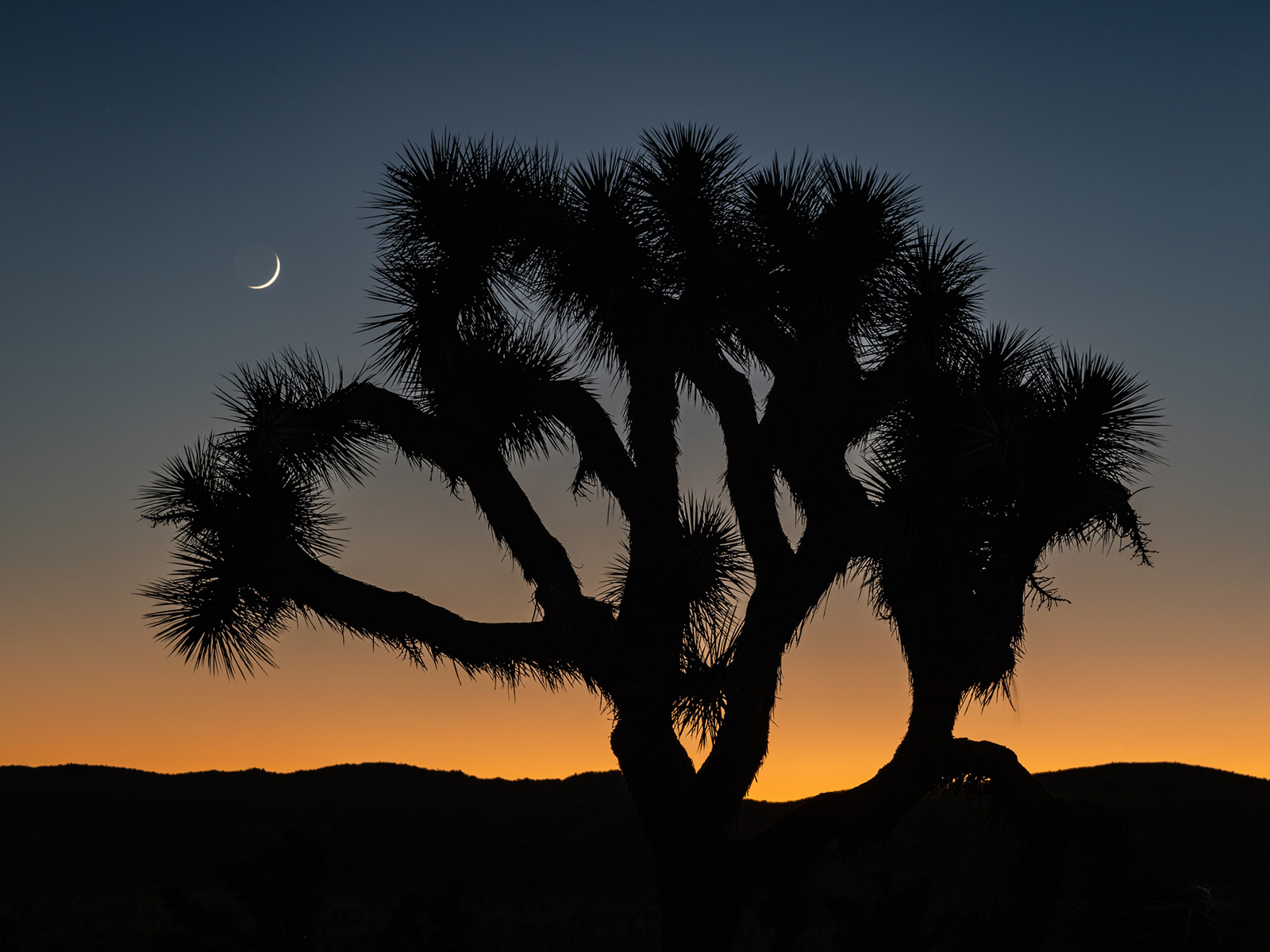 Photography Guide to Joshua Tree National Park in California, USA ...