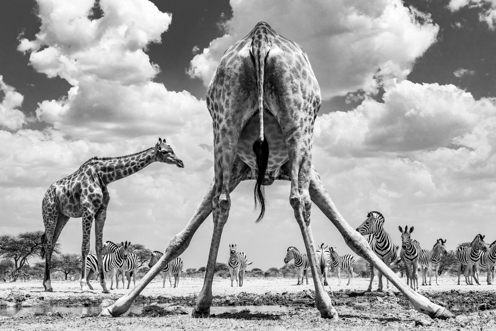 Marcus Westberg: Photographing Conservation Battlegrounds - Nature TTL