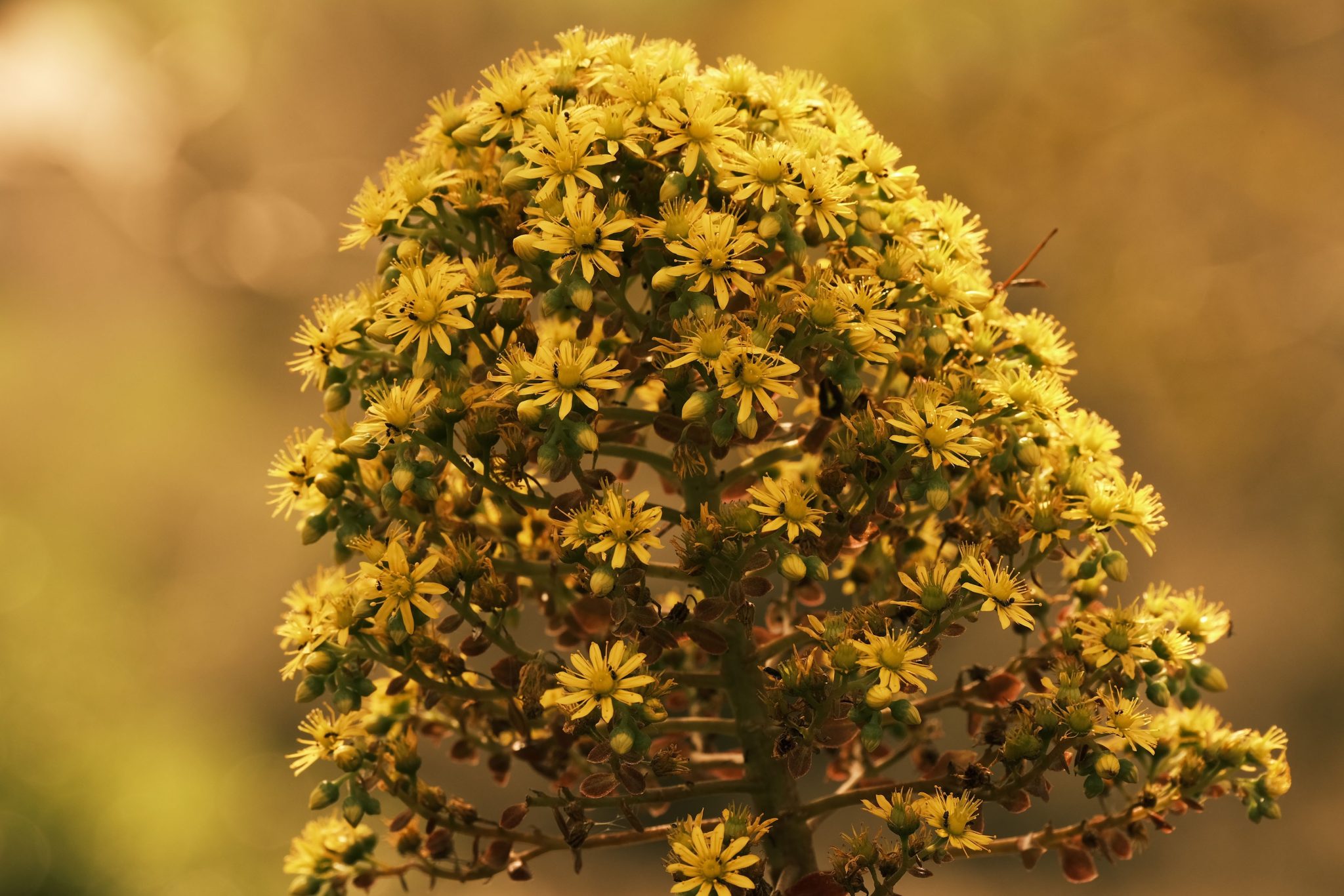 Weekly Photography Assignment: Black and White - Nature TTL