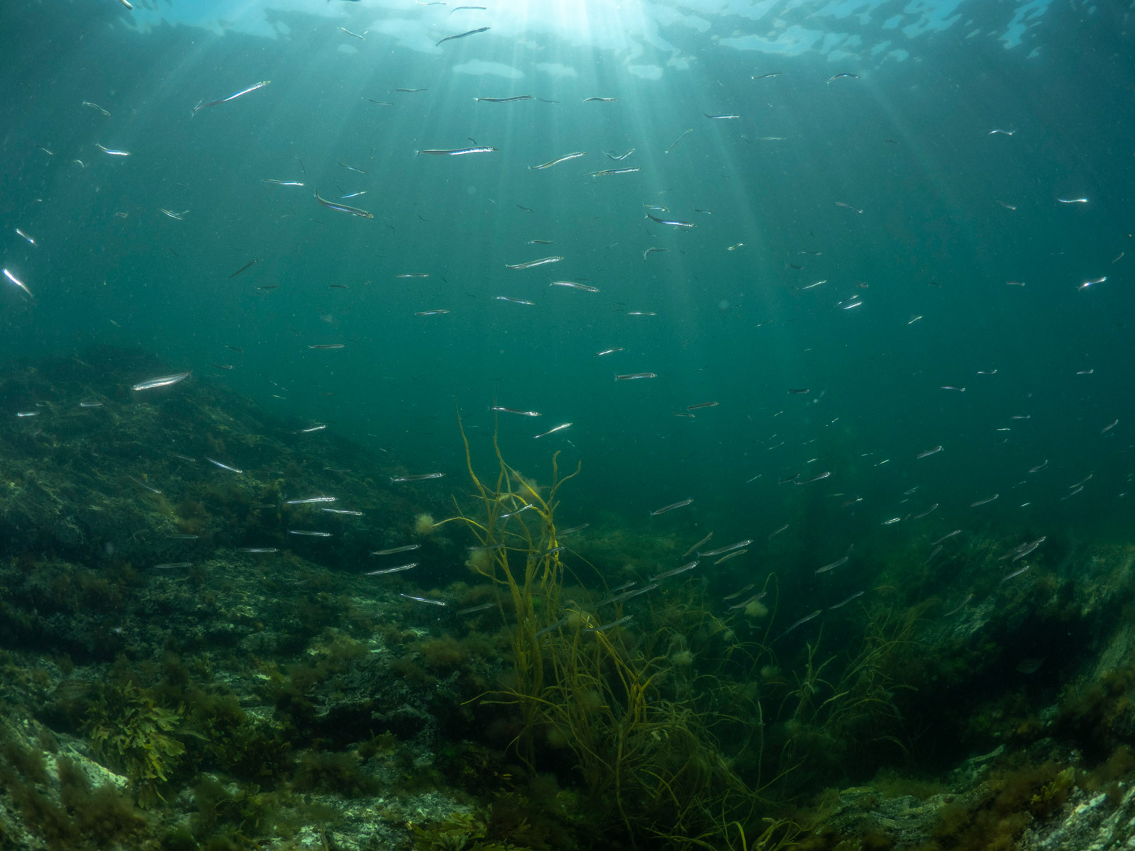 How to Get Started in Underwater Photography - Nature TTL