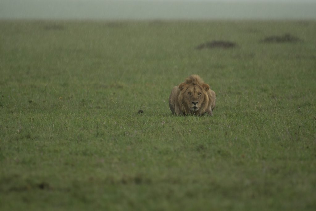 Tender Moments With Lions in the Rain - Nature TTL