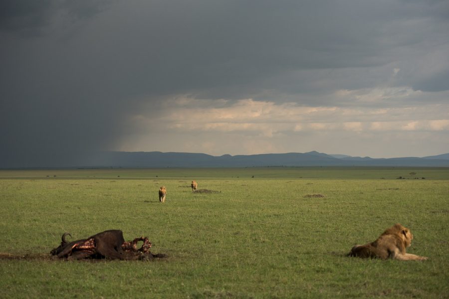 Tender Moments With Lions in the Rain - Nature TTL
