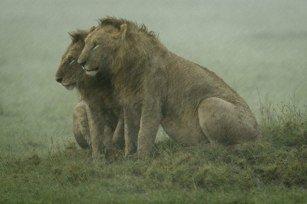 Tender Moments With Lions in the Rain - Nature TTL
