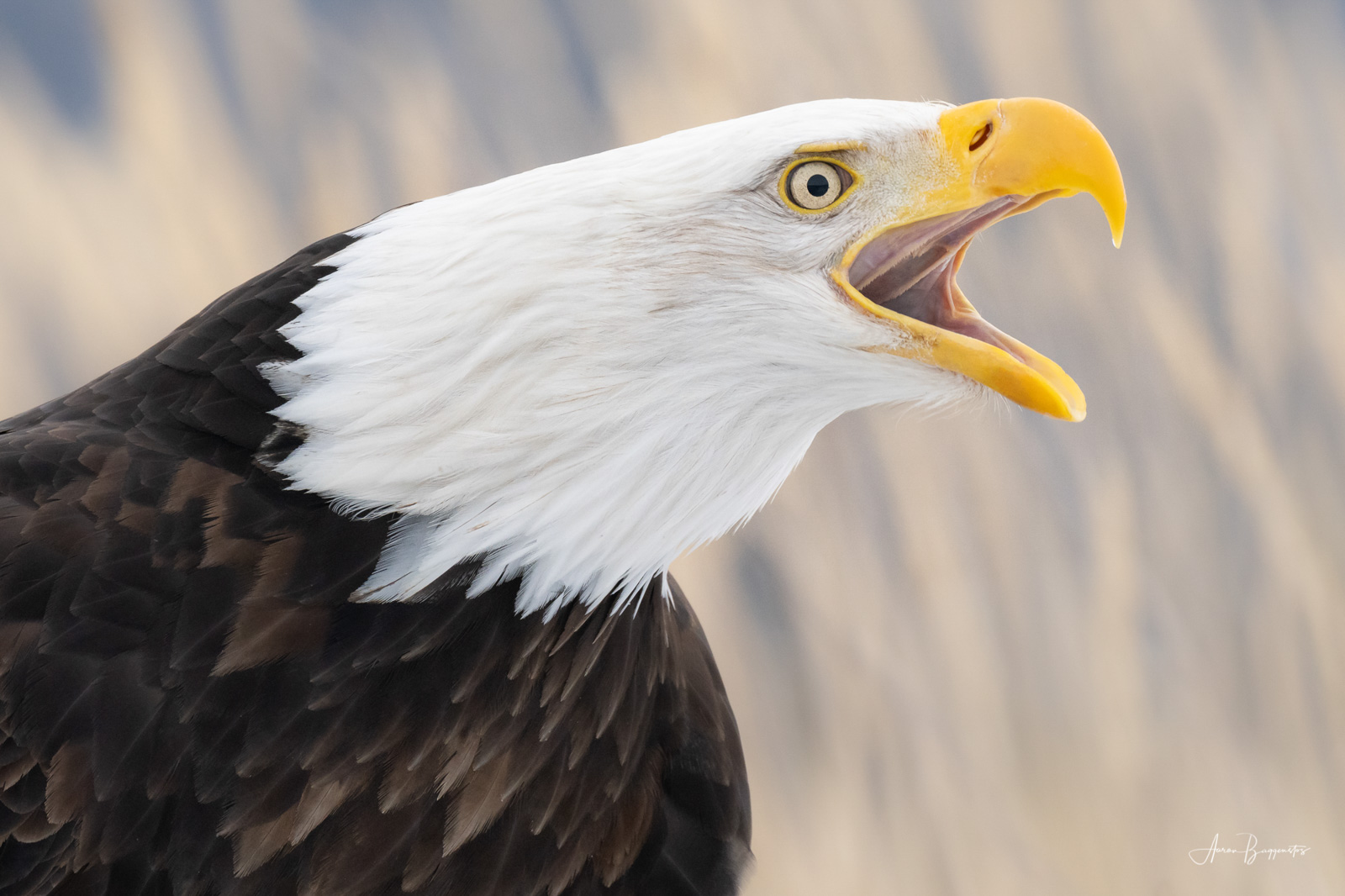 The Ultimate Wildlife Photography Course is Here! - Nature TTL