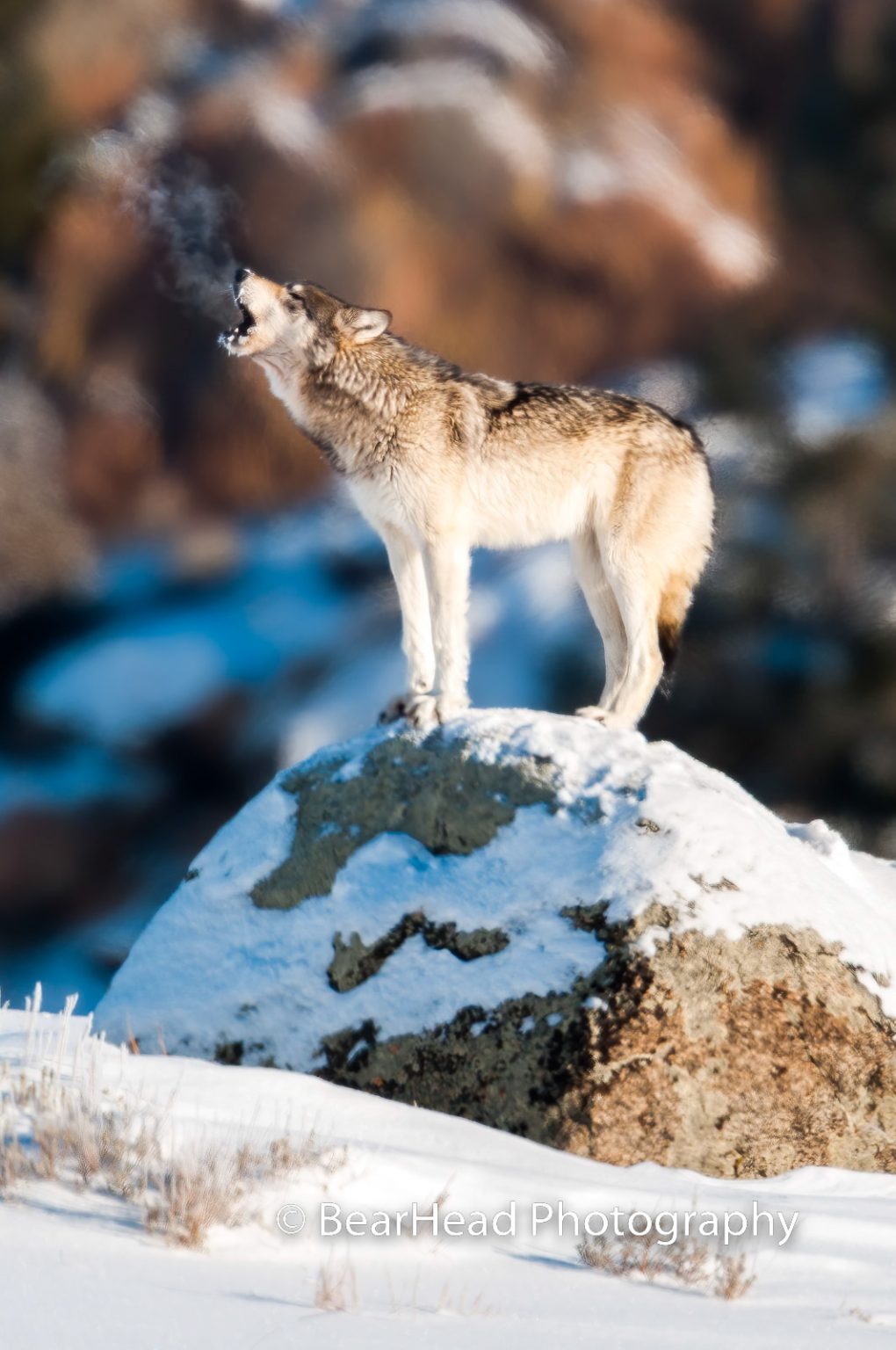 How to Photograph Wolves - Nature TTL