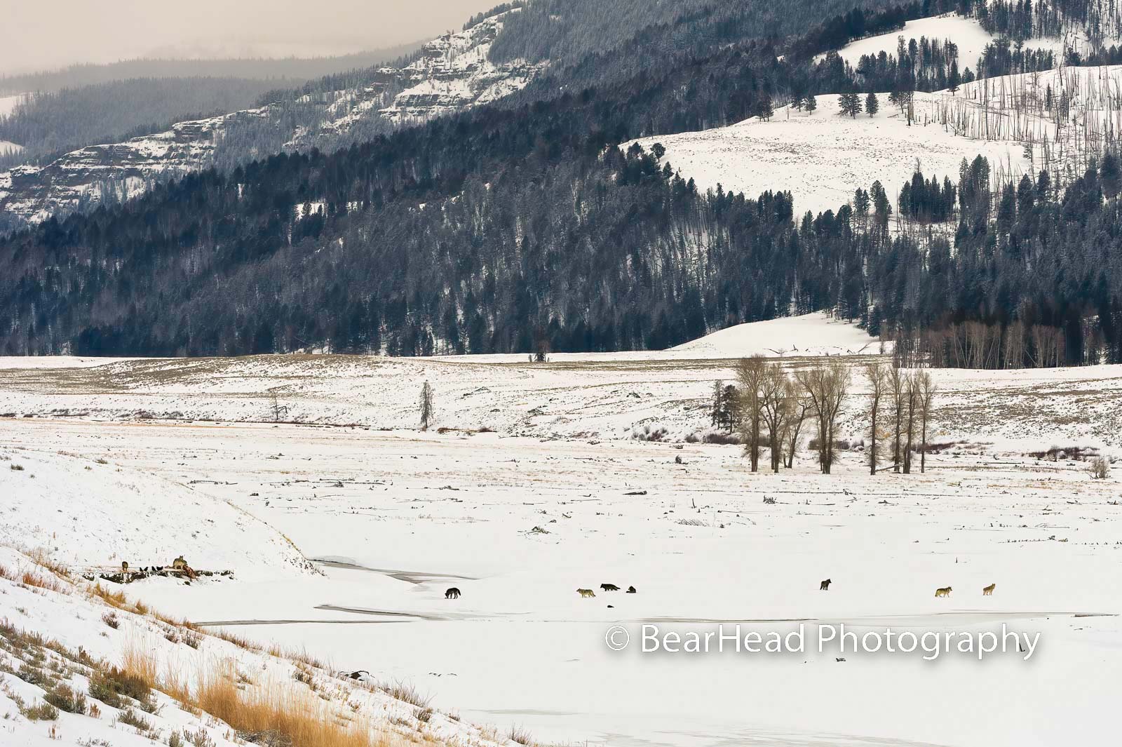How to Photograph Wolves - Nature TTL
