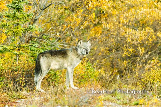 How to Photograph Wolves - Nature TTL