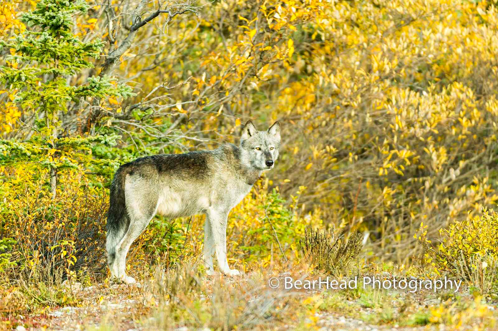 How to Photograph Wolves - Nature TTL