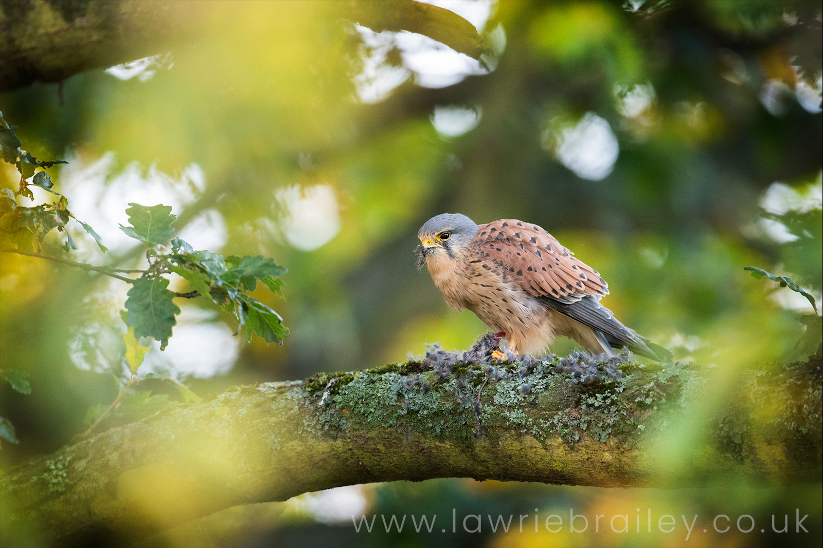 Wildlife Photography Guide to Surrey in the UK - Nature TTL