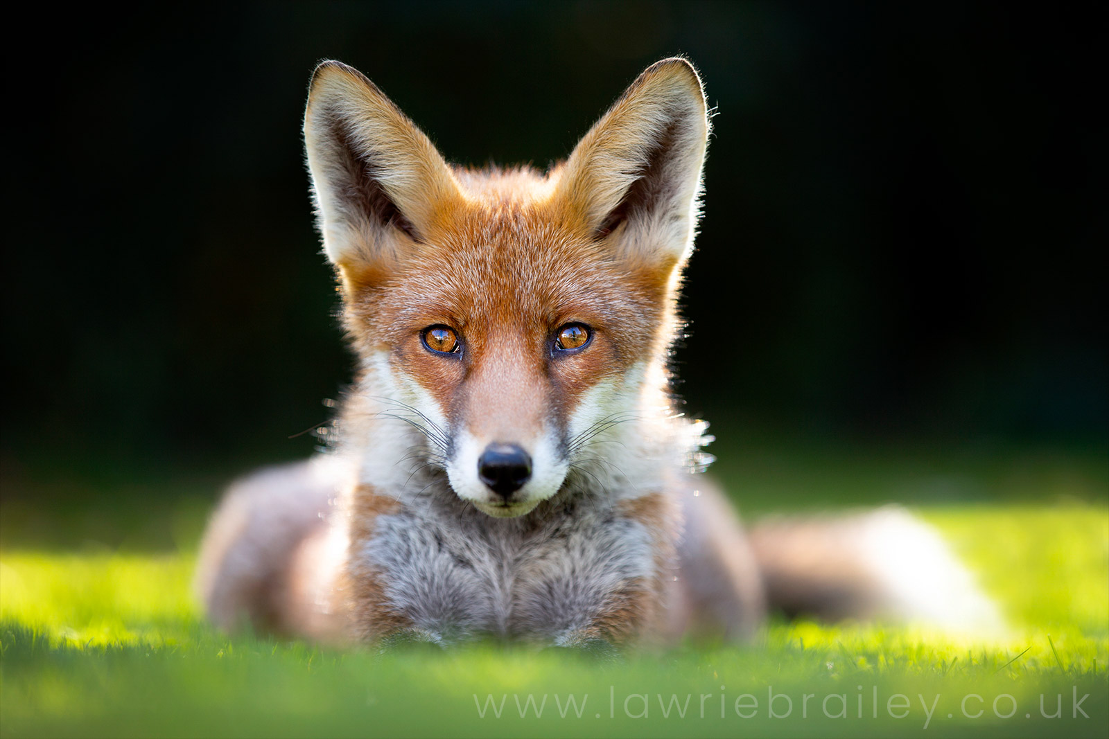 Wildlife Photography Guide to Surrey in the UK - Nature TTL
