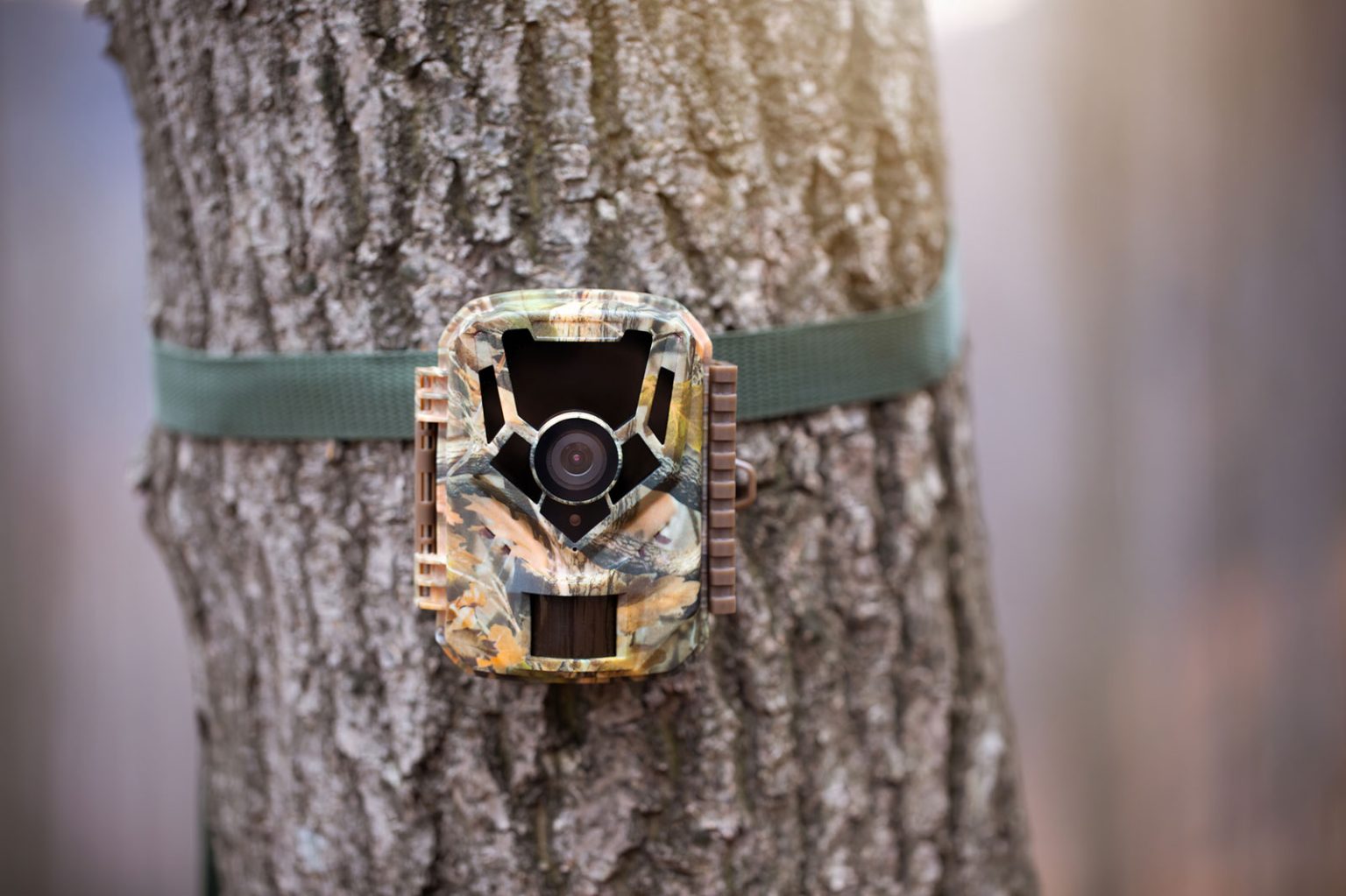The Best Easy to Use Trail Cameras in 2024 - Nature TTL