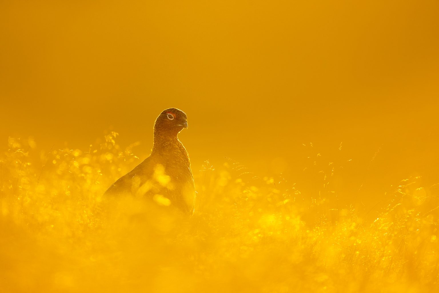 How to Photograph Wildlife at Golden Hour - Nature TTL