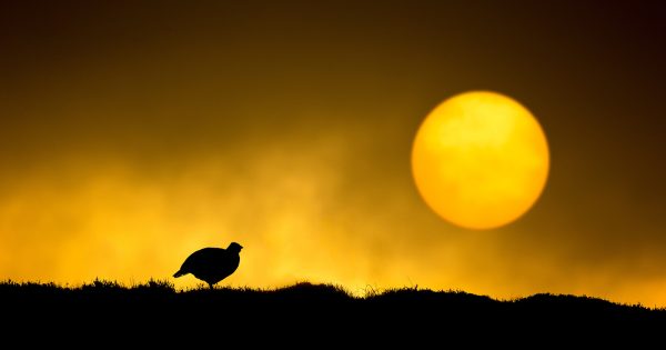 How to Photograph Wildlife at Golden Hour - Nature TTL