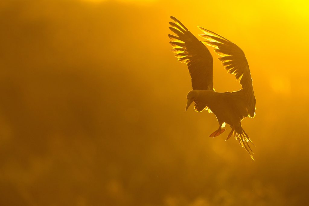 How to Photograph Wildlife at Golden Hour - Nature TTL