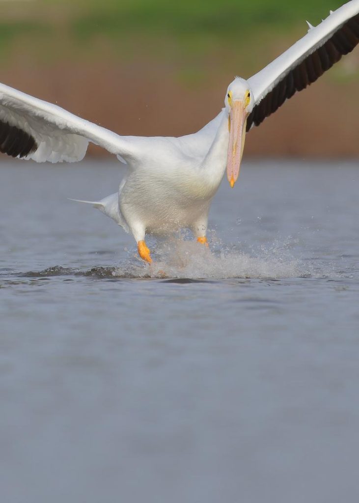 Weekly Photography Assignment: Macro Winter Photography - Nature TTL