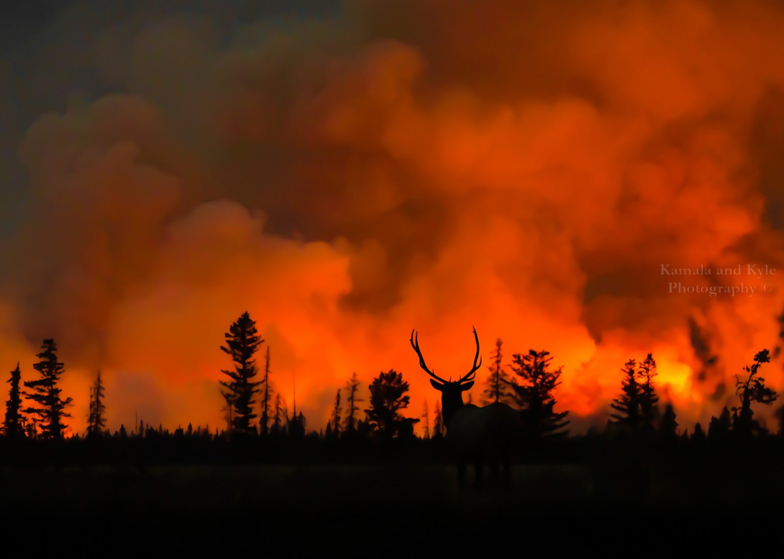 Dramatic Images of Jasper’s Chetamon Wildfire Disaster - Nature TTL
