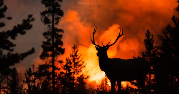 Dramatic Images of Jasper’s Chetamon Wildfire Disaster - Nature TTL