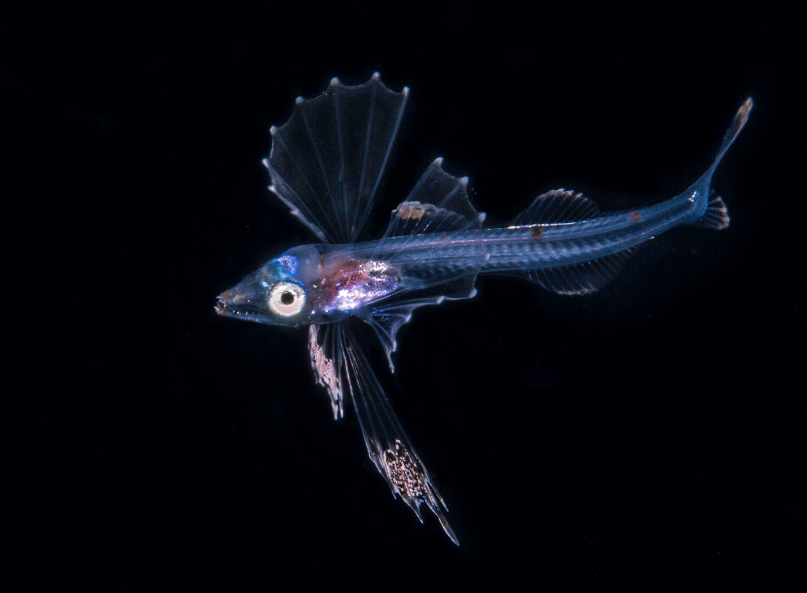 An Introduction to Blackwater Photography - Nature TTL