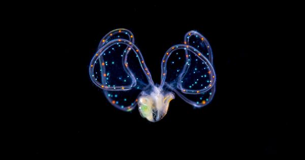 An Introduction to Blackwater Photography - Nature TTL