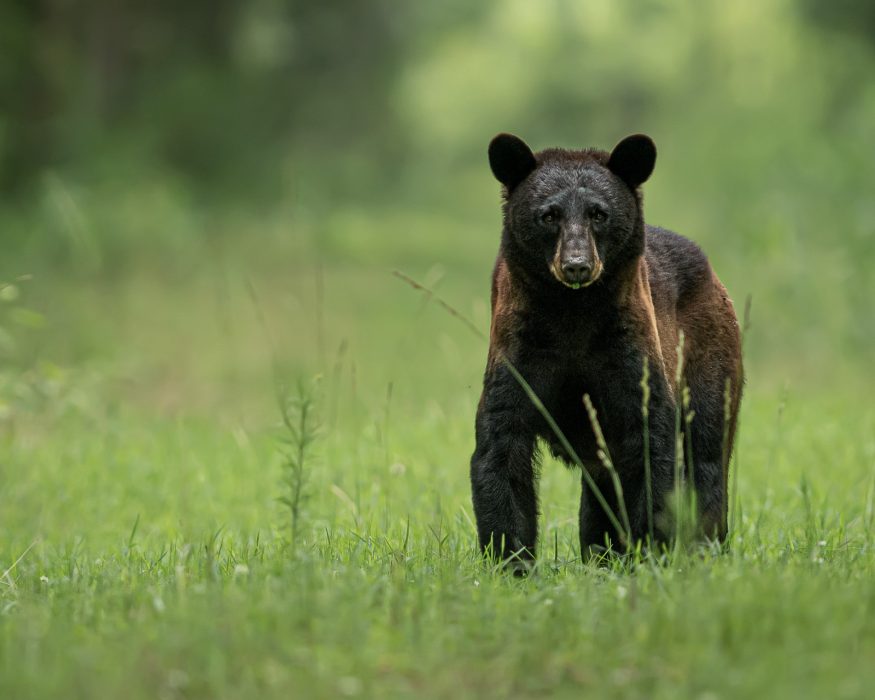 Wildlife Photography Guide to the Great Smoky Mountains - Nature TTL