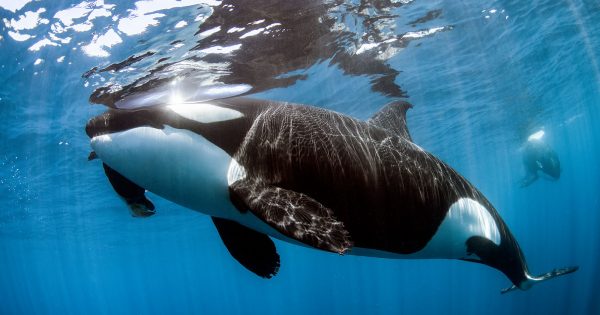 8 Tips for Freediving Underwater Photography - Nature TTL