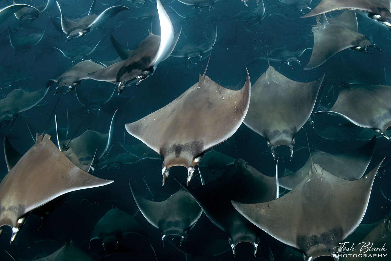 8 Tips for Freediving Underwater Photography - Nature TTL