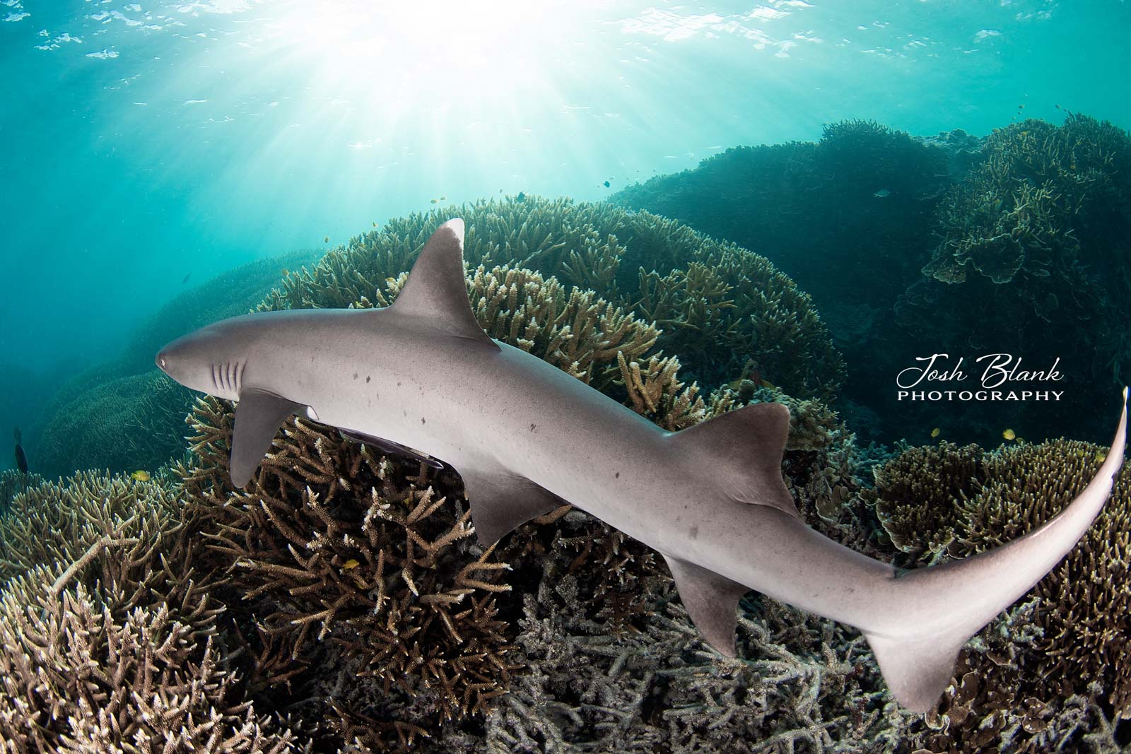 8 Tips for Freediving Underwater Photography - Nature TTL