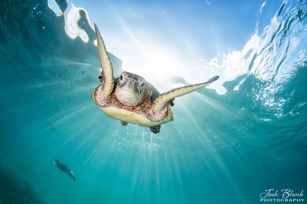 8 Tips for Freediving Underwater Photography - Nature TTL