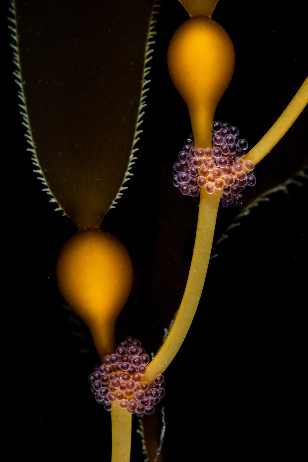 Underwater Photographer of the Year 2023 Announced - Nature TTL