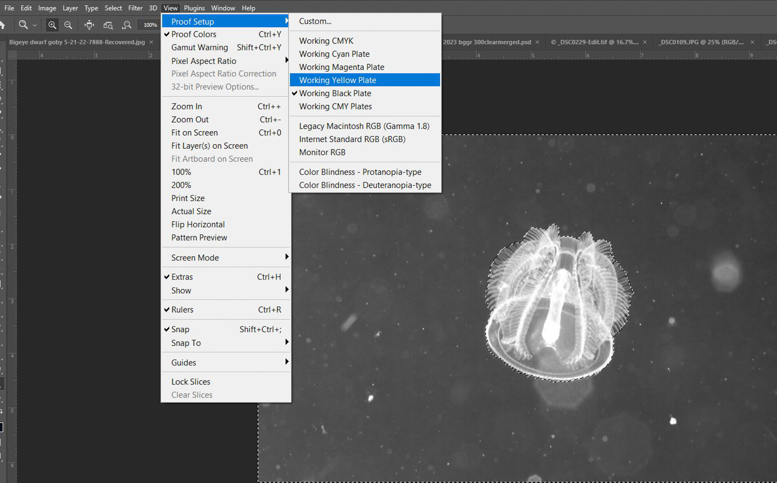 How to Get Rid of Backscatter in Underwater Photography - Nature TTL