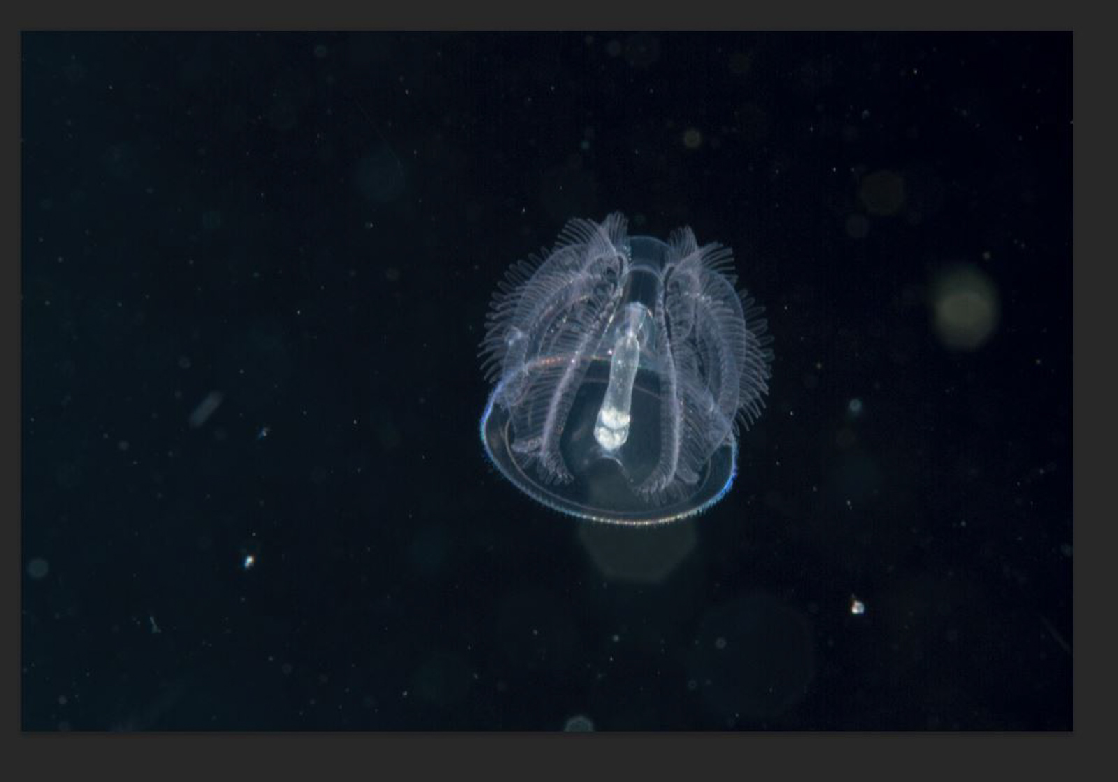 How to Get Rid of Backscatter in Underwater Photography - Nature TTL