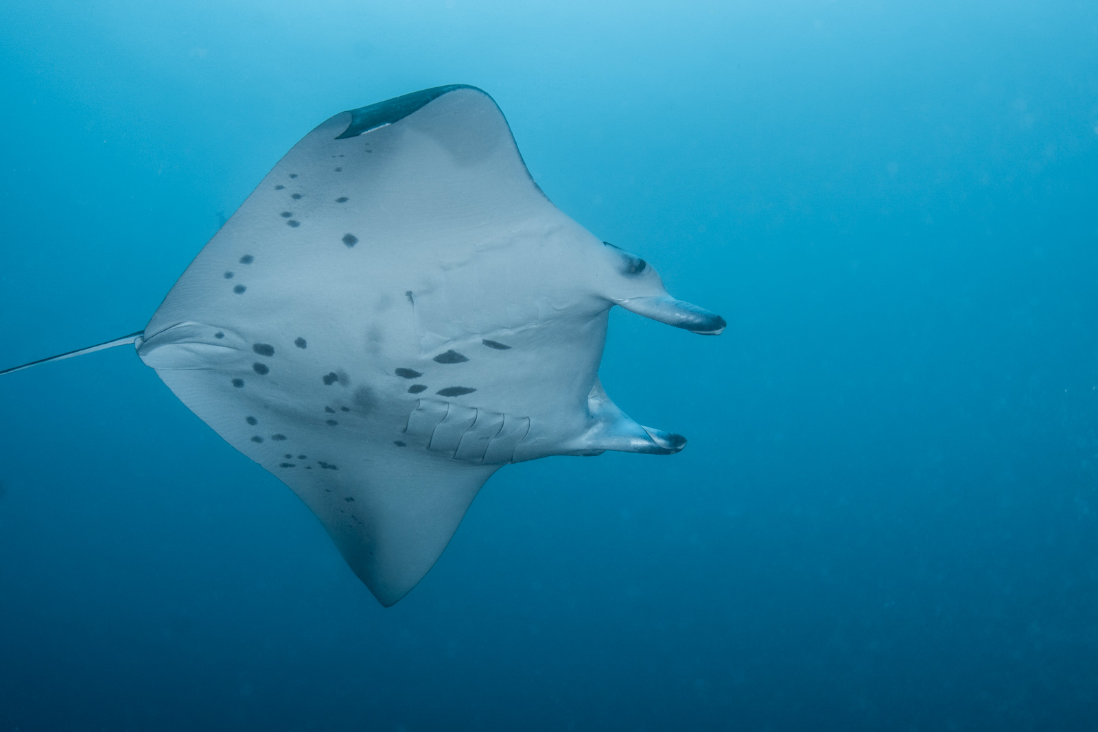 How to Get Rid of Backscatter in Underwater Photography - Nature TTL