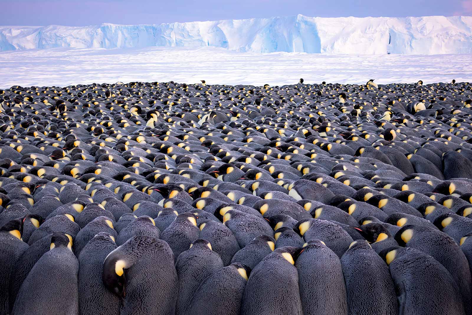 The Flightless Heroes of Antarctica - Nature TTL