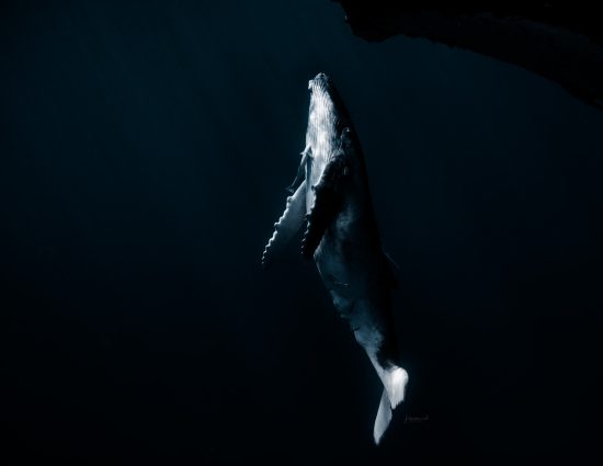 How to Photograph Humpback Whales Underwater - Nature TTL